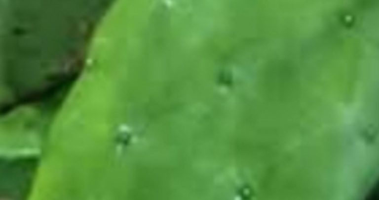 Lemon and Nopal Remedy: A Natural Boost for Your Body – Free Meals Recipes